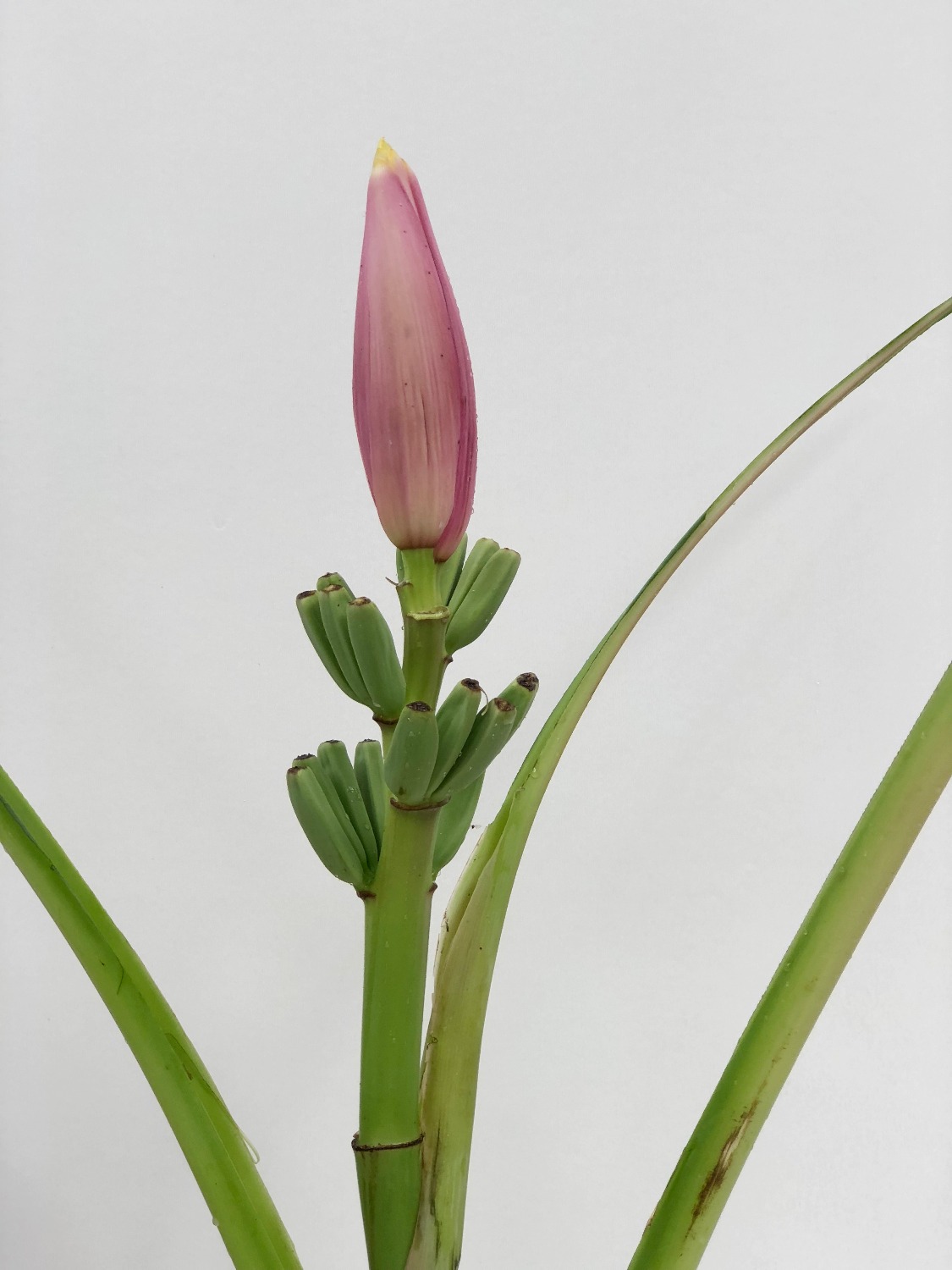 Musas | magicflowers