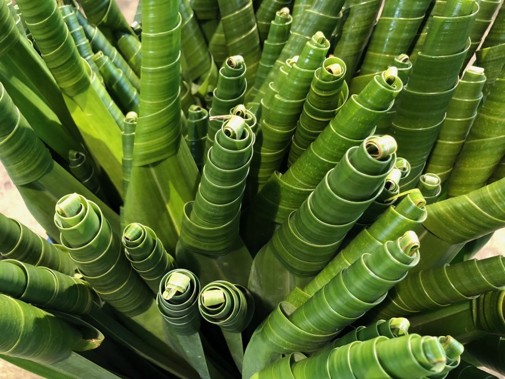 Greens | magicflowers