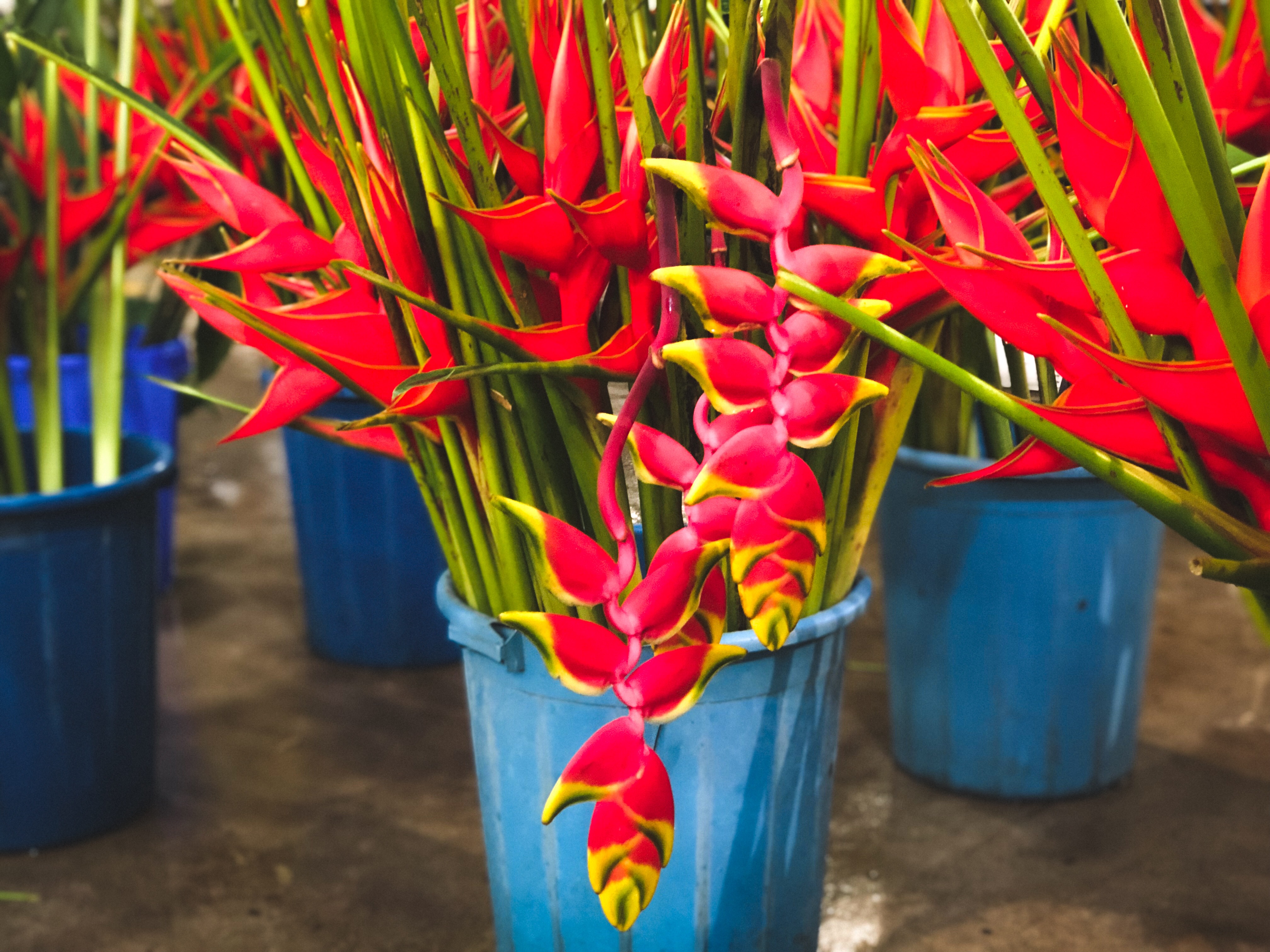 Heliconias | magicflowers