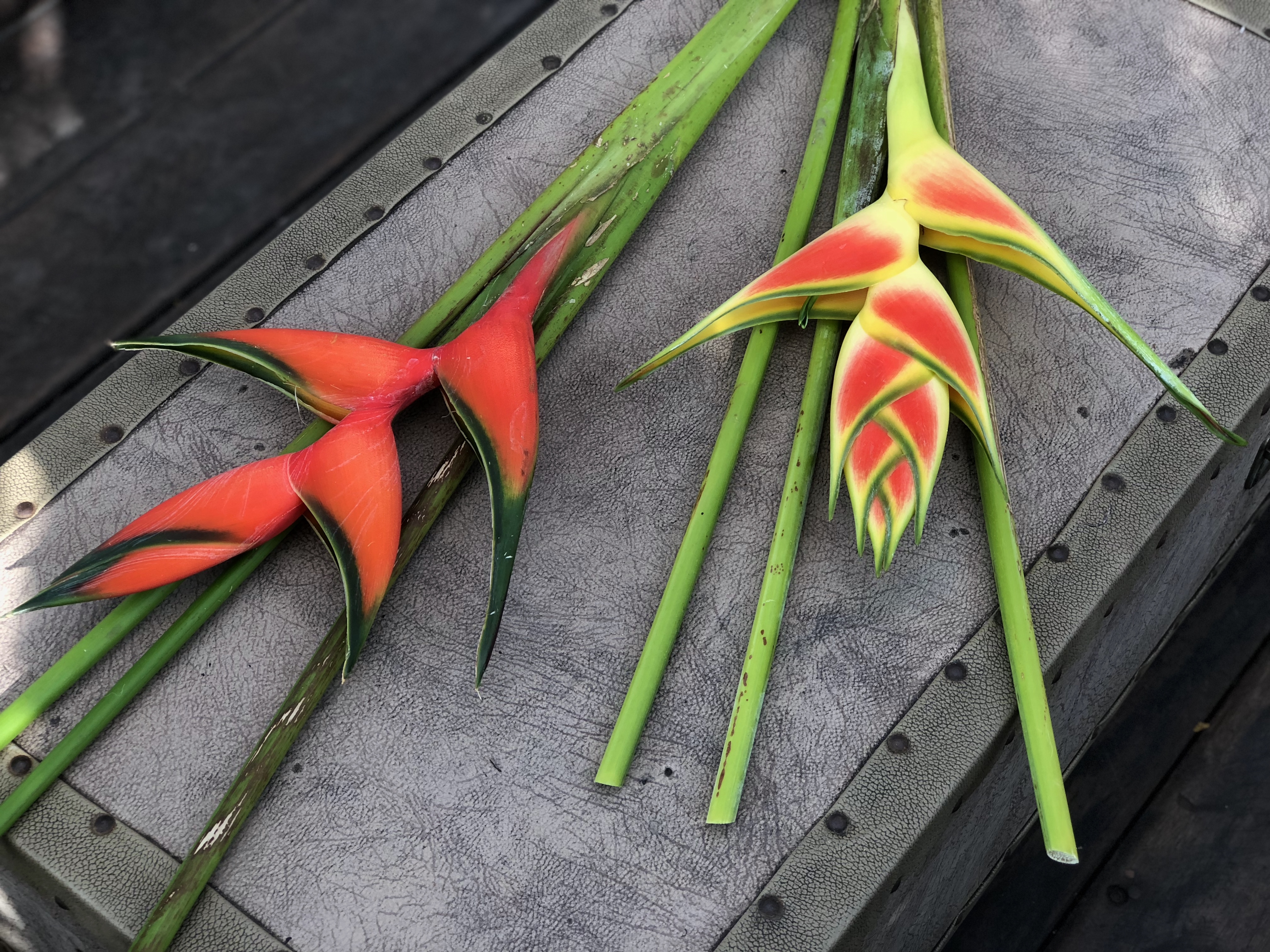 Heliconias | magicflowers