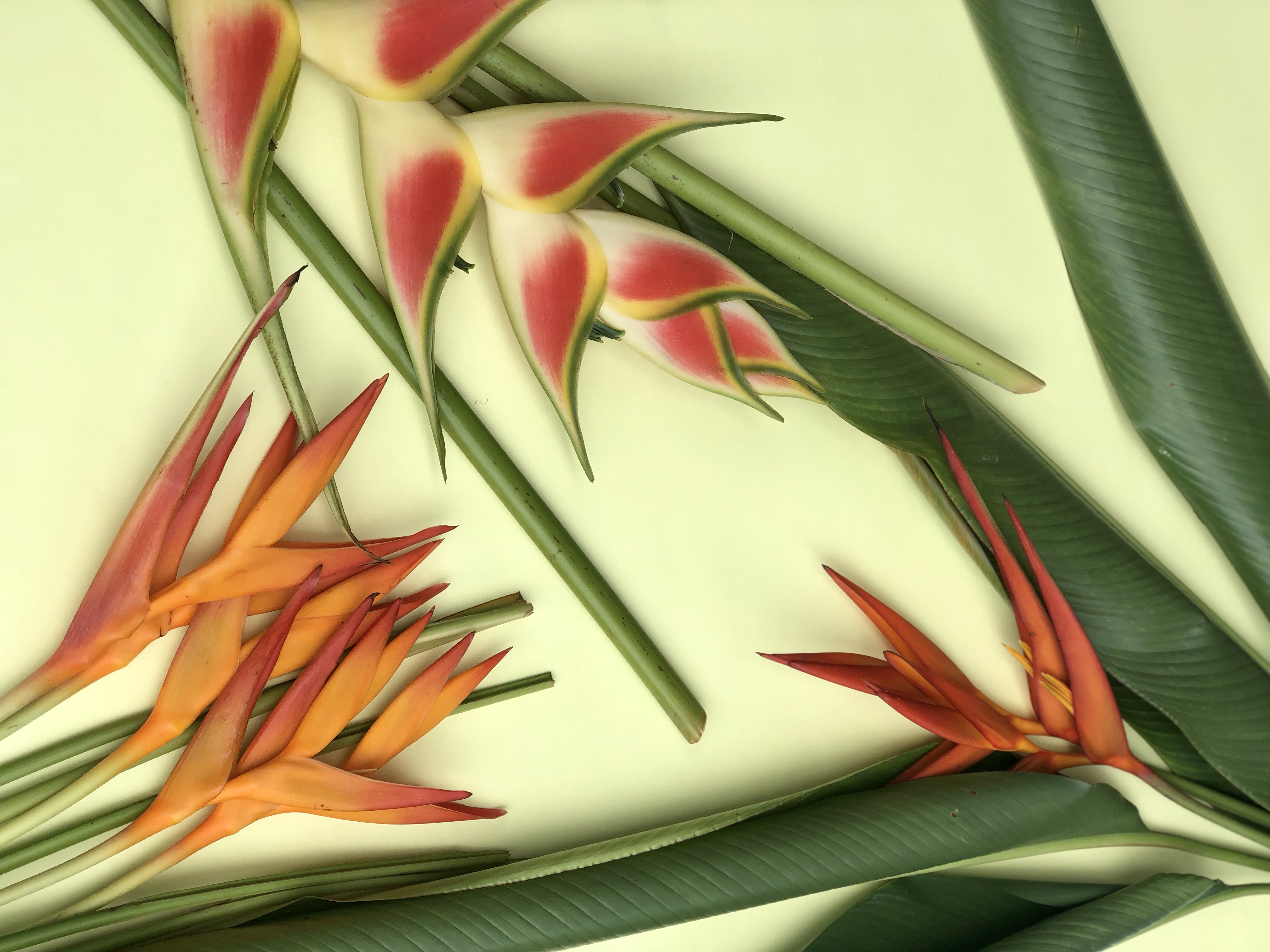 Heliconias | magicflowers