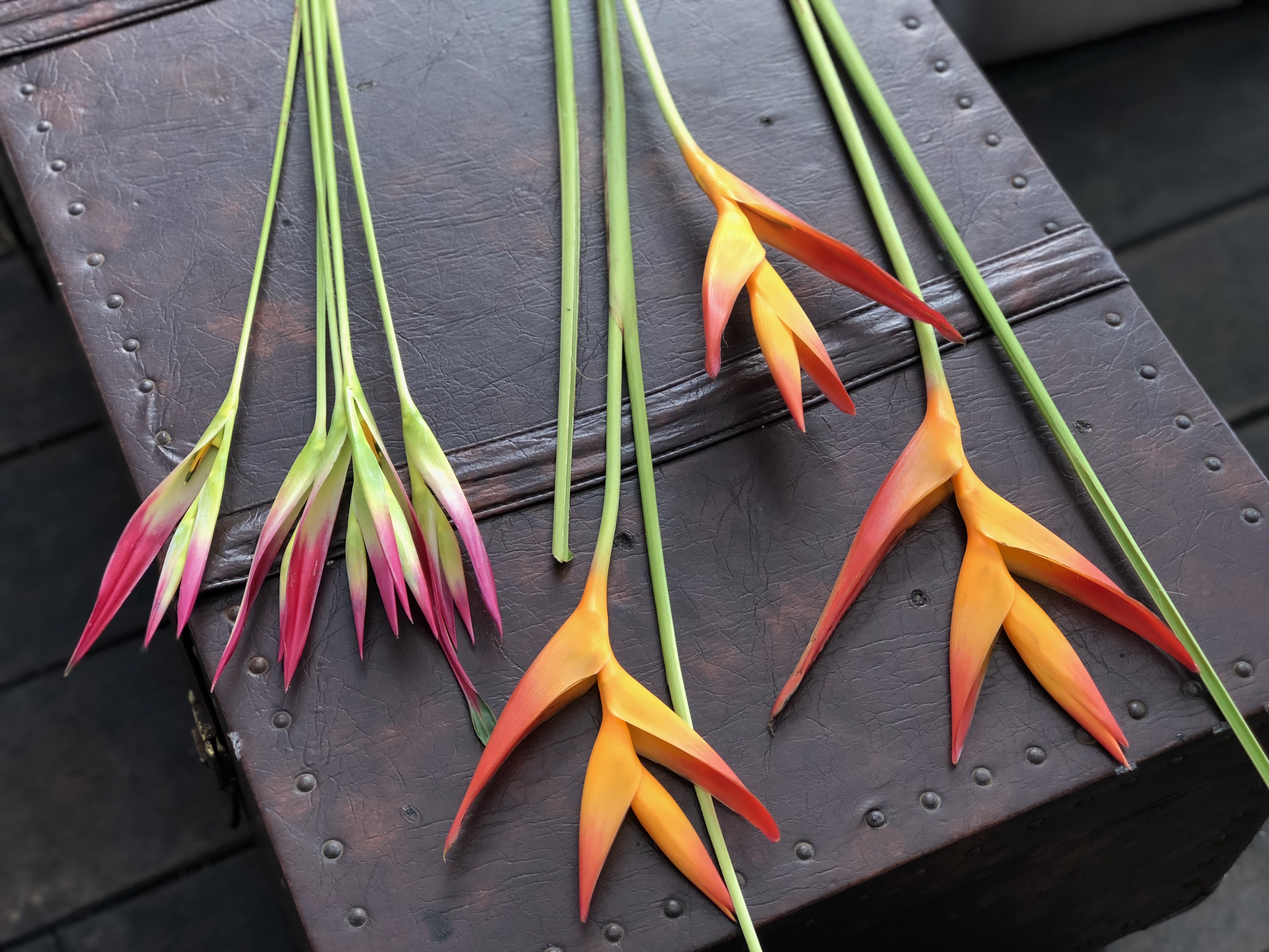 Heliconias | magicflowers