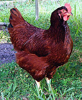 Poule rousse fermière