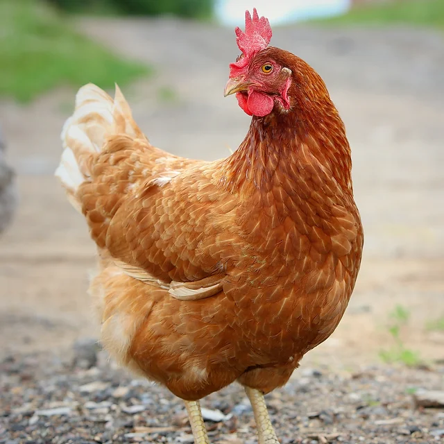 Poule rousse fermière