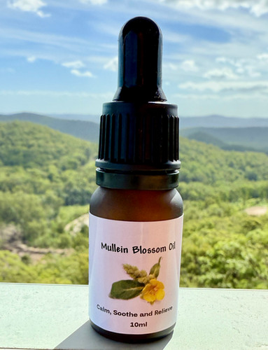Mullein blossom oil, mullein oil benefits, herbal infused oil, natural ...