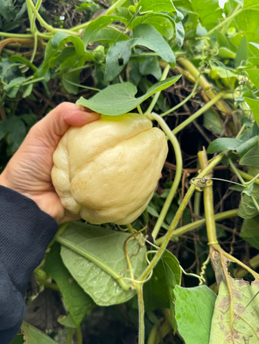 Seed - Rare White Choko | VAST HARVEST