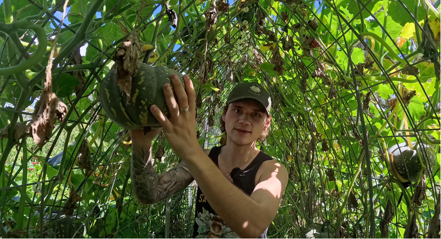 Vertical Pumpkin Growing: How to Use a Trellis for Maximum Yield