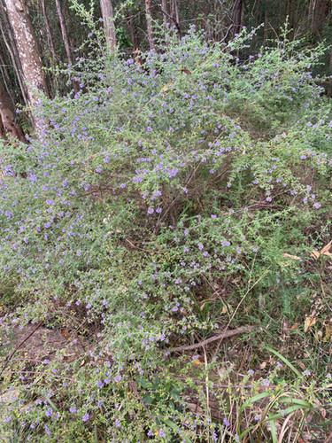 Native Thyme (Prostanthera incisa) | VAST HARVEST