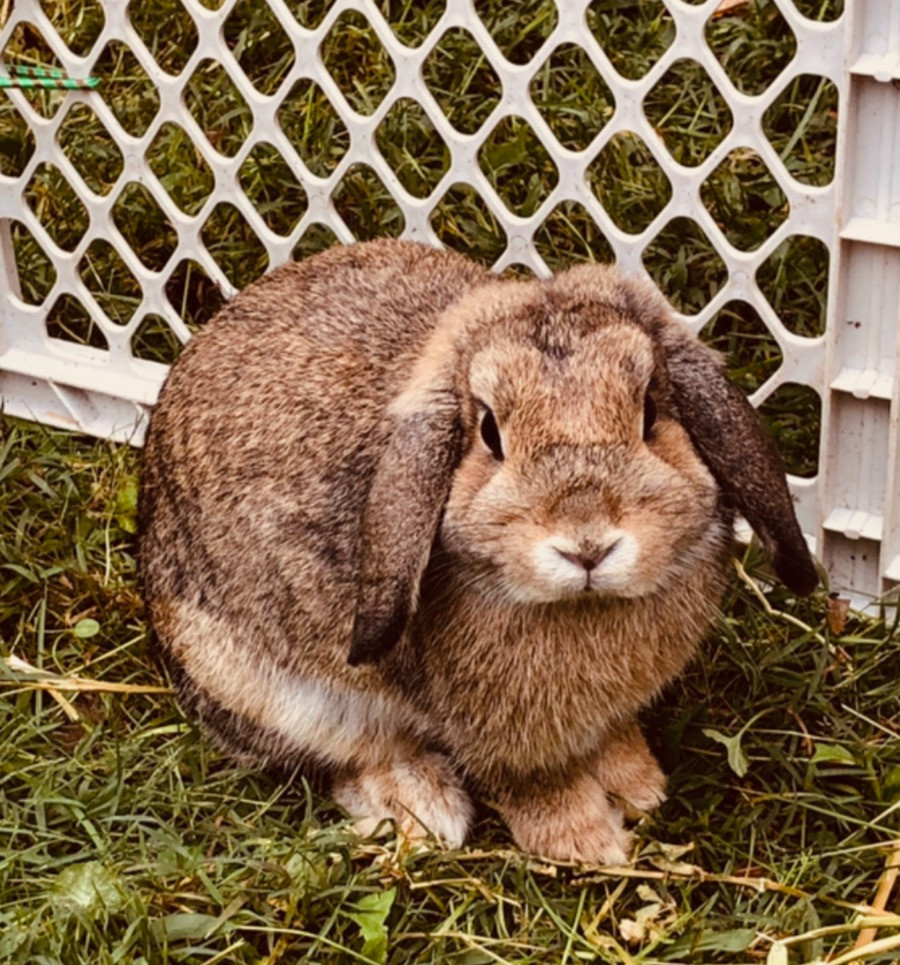 About | York Co Rabbits | United States