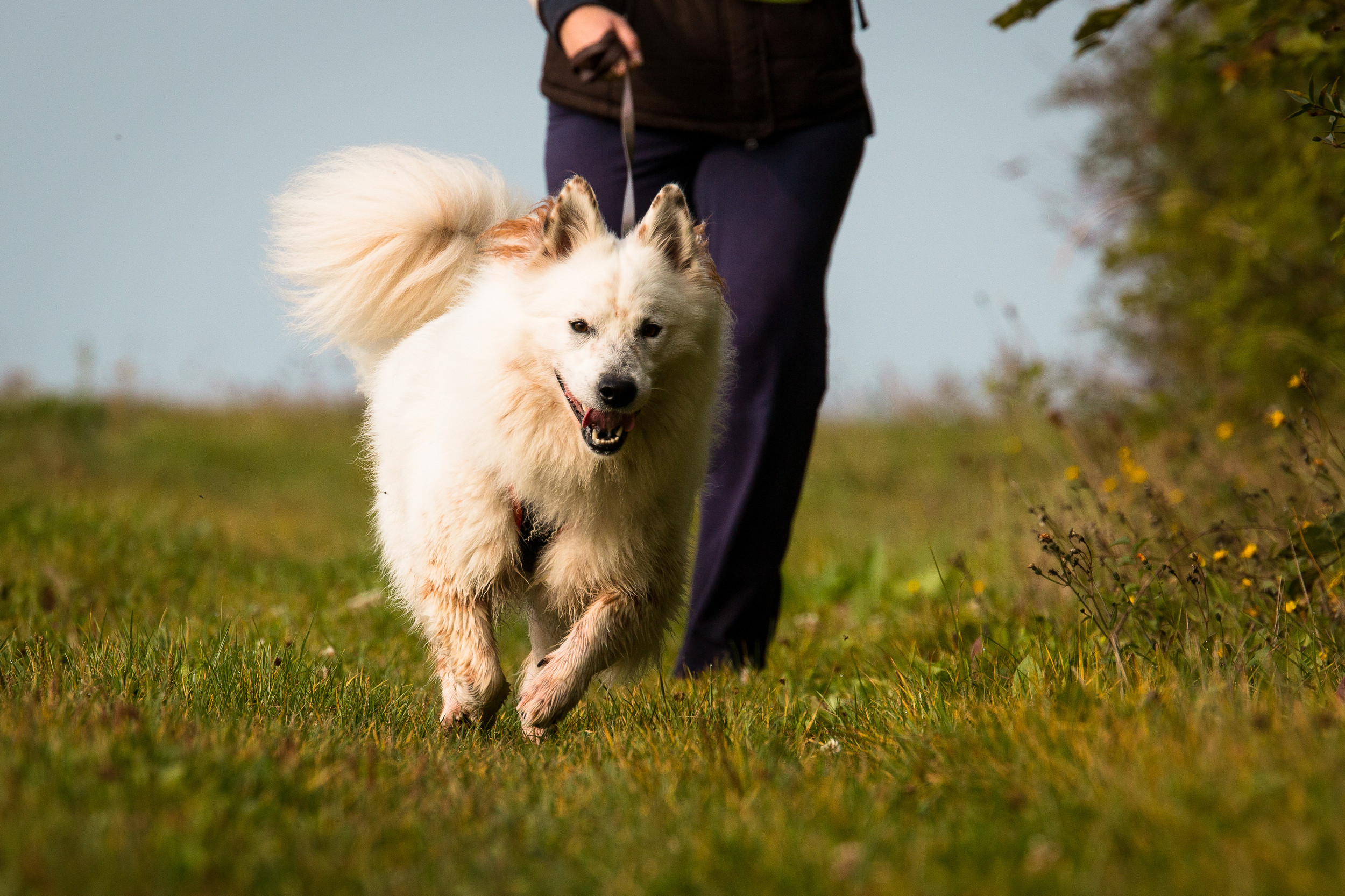 Dog Training | KHDogTraining