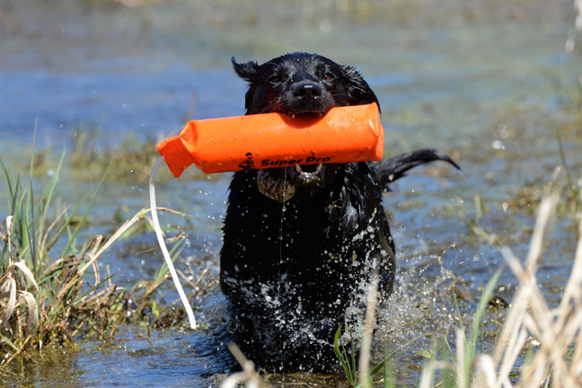 Pet Gundog Training | KHDogTraining