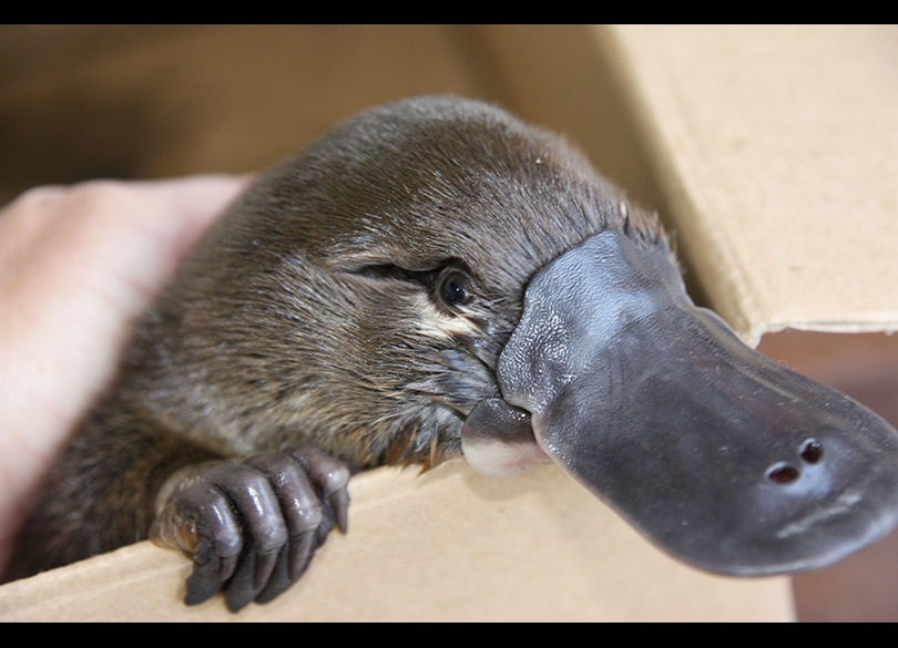 Sad platypus! Don't worry - your anti depressants in the water will help.