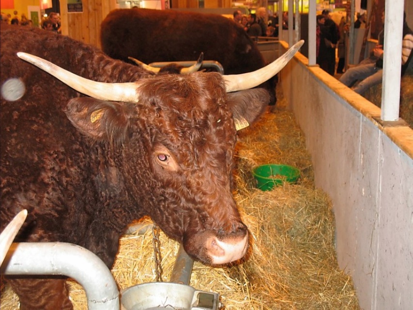 Whole Animal Butchery | NY | Moriarty Meats