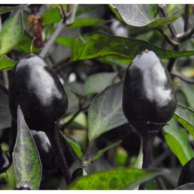 Piment Purple | Graines et Sourires