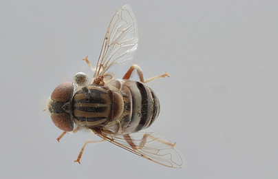 Eristalinus xanthopus | pindip