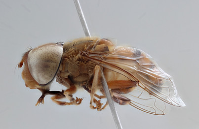Eristalinus arvorum | pindip