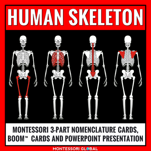 Skeletal System PowerPoint Quiz, Montessori Nomenclature Cards & Boom ...