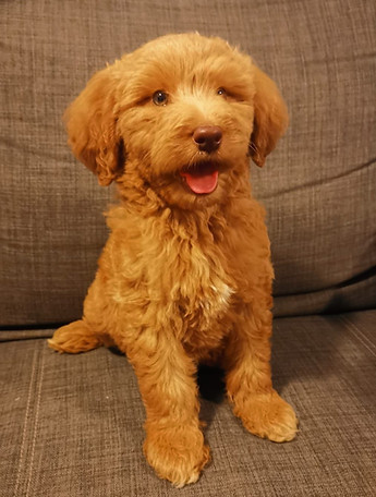 About Groodles | Groodles NT