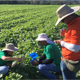 Melopen | Grupo Peninsula