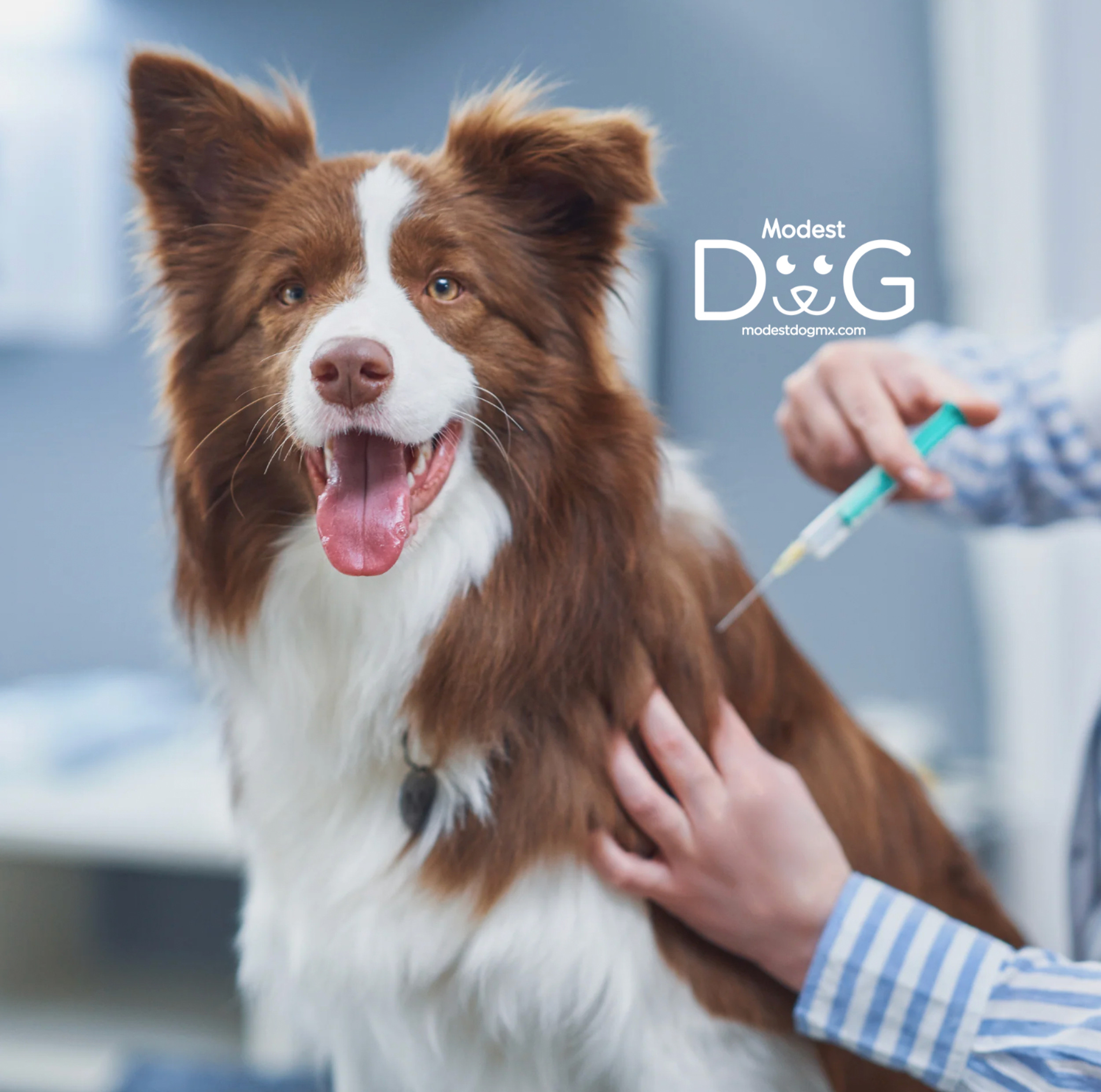 Veterinario a Domicilio en México: Atención Profesional y Personalizada ...