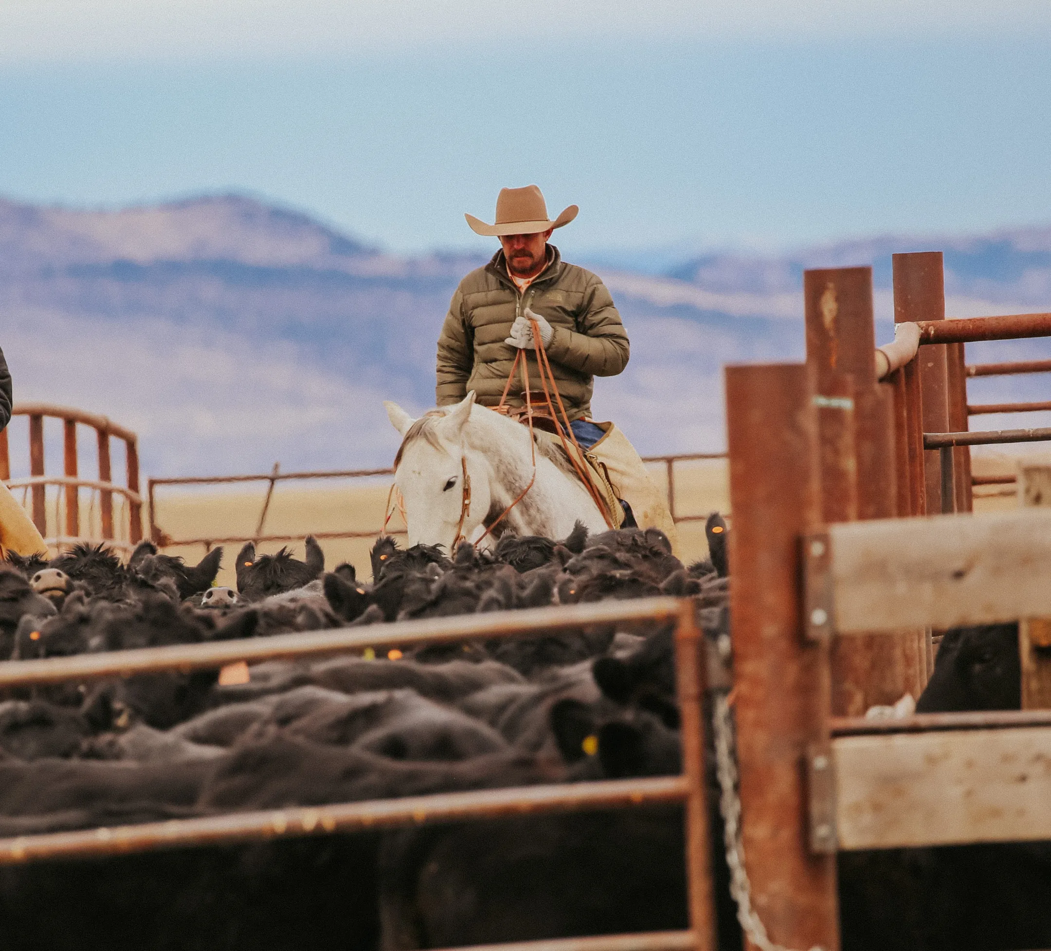 About Us | Hollow Top Angus