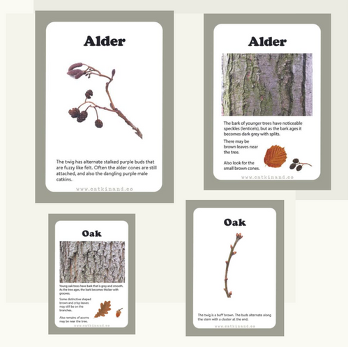 Winter Tree ID Cards | Catkin & co