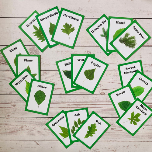Tree leaf Identification Cards | Catkin & co