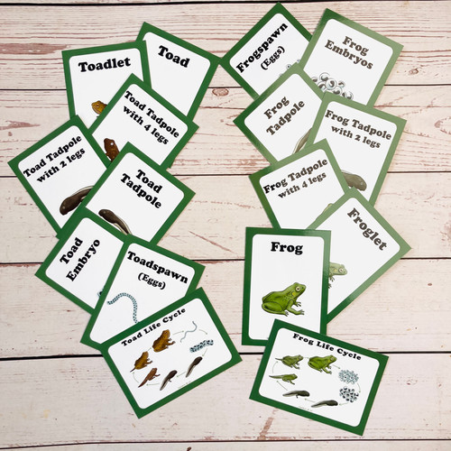 Frog & Toad Lifecycle Cards | Catkin & co