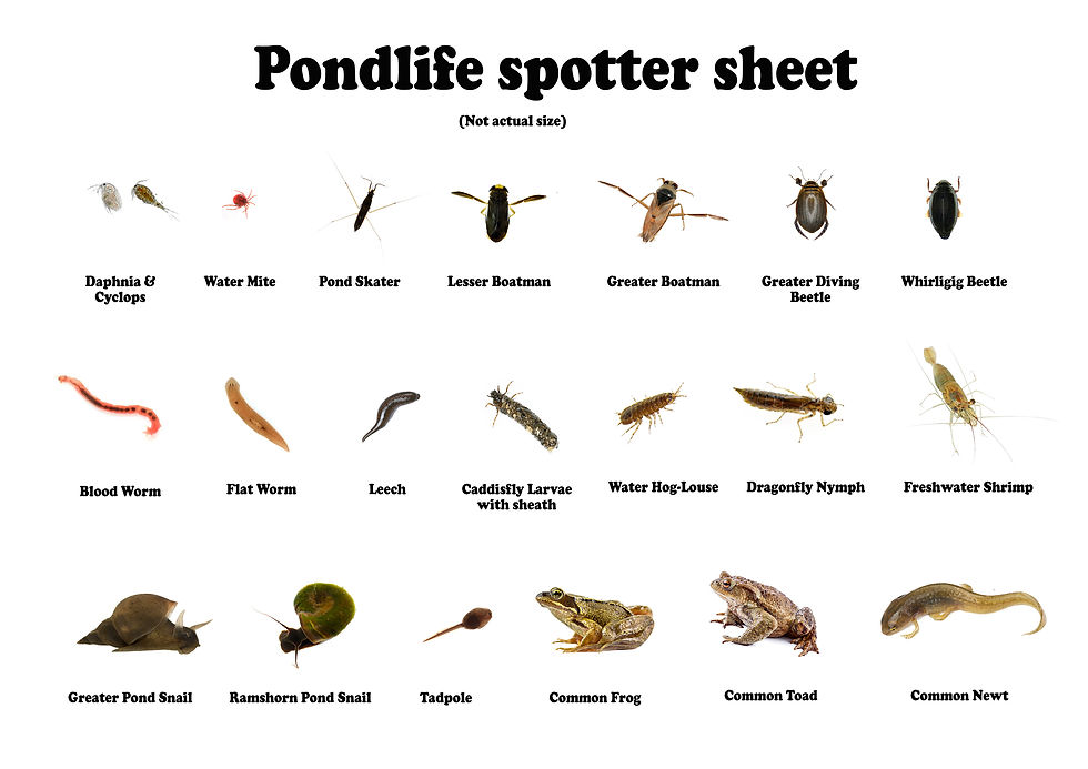 Pond Life Spotter Sheet | Catkin & co