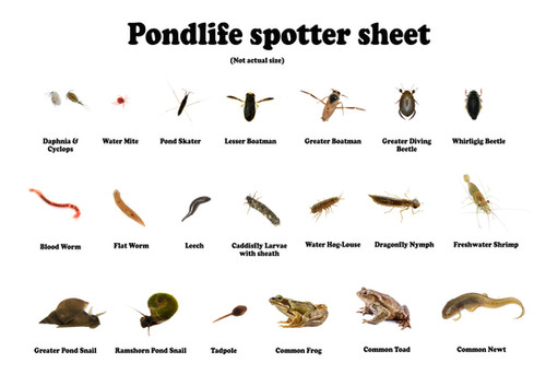 Pond Life Spotter Sheet | Catkin & co