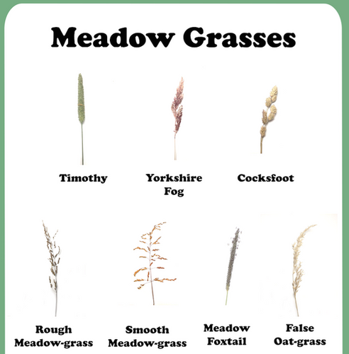 Free Download - Meadow Grass Identification Sheet | Catkin & co