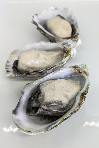 Fake Oysters on the Half Shell (3 Oysters to a Set) | Fake Food Australia