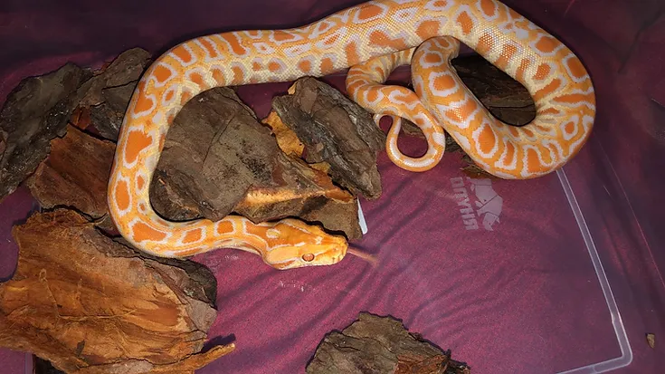 Reptiles | amazingpetslife