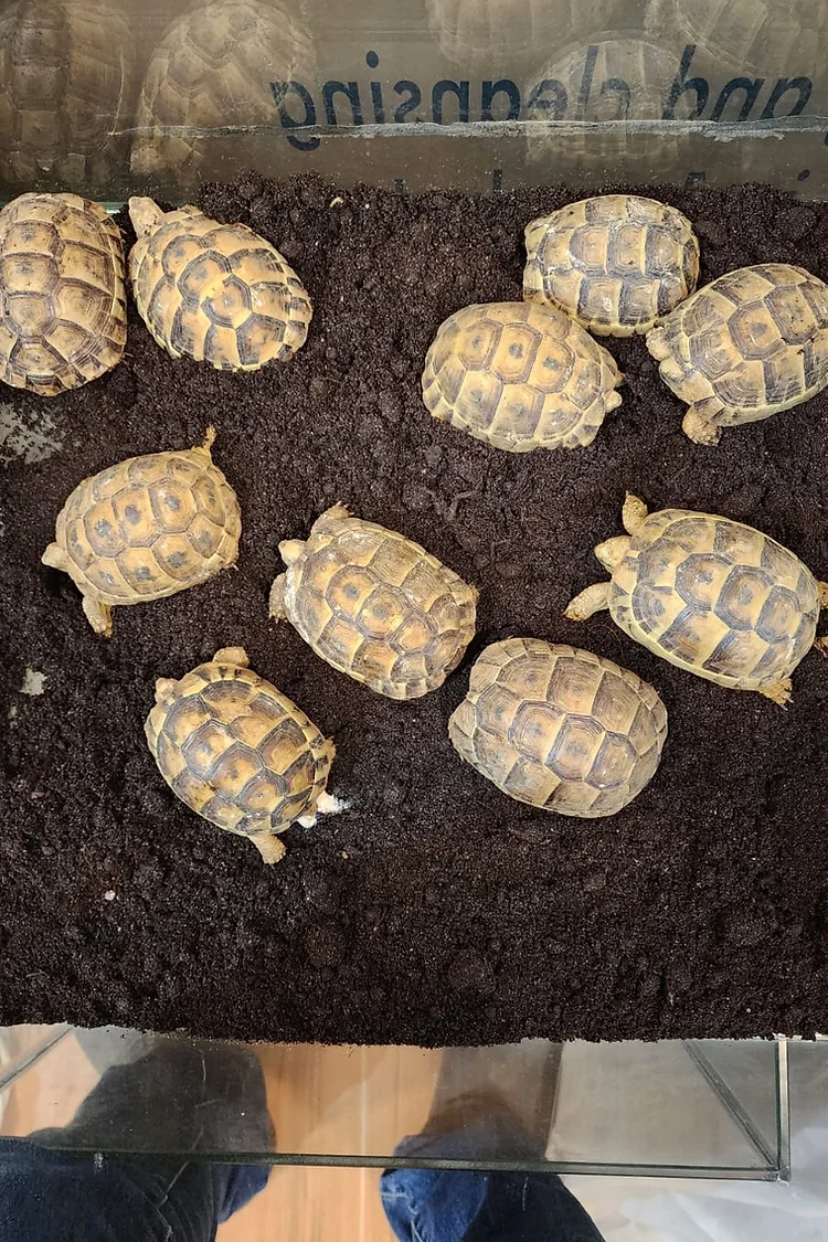 Reptiles | amazingpetslife