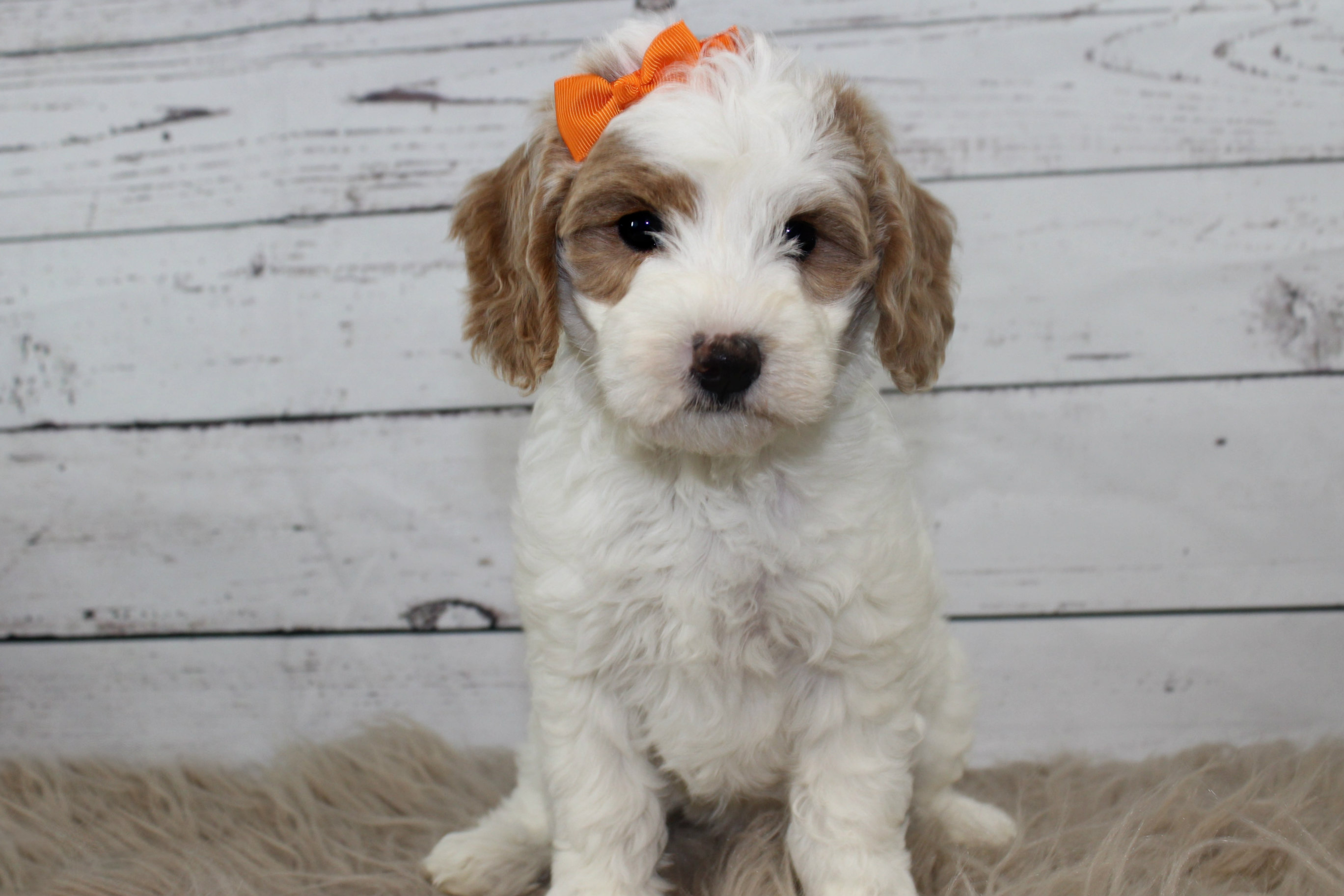 Home | Oh My Mini Doodle