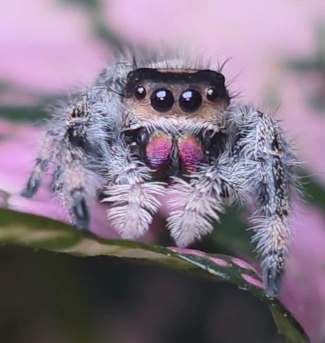 White Phase Apalachicola Regal Female Jumping Spider i7 #T45 ...