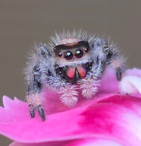 Apalachicola White Phase Regal Female Jumping Spider i6 #T27 ...