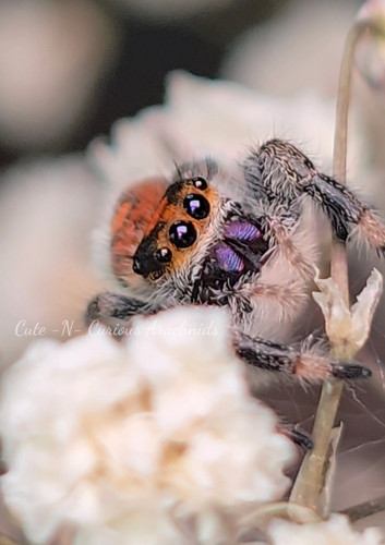 Orange Phase Regal Female Jumping Spider i6 #06 | cutencuriousarachnid