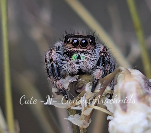Light Phase Ressive Regal Female Jumping Spider i6 #D12 ...