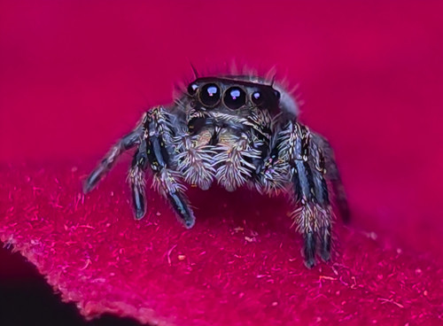 Light Phase Regal Female Jumping Spider i5 #D25 | cutencuriousarachnid