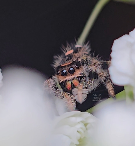 White Phase Apalachicola Regal Female Jumping Spider i6 #T7 ...
