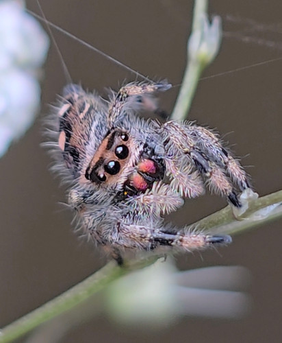 Apalachicola White Phase Regal Female Jumping Spider i6 #T13 ...