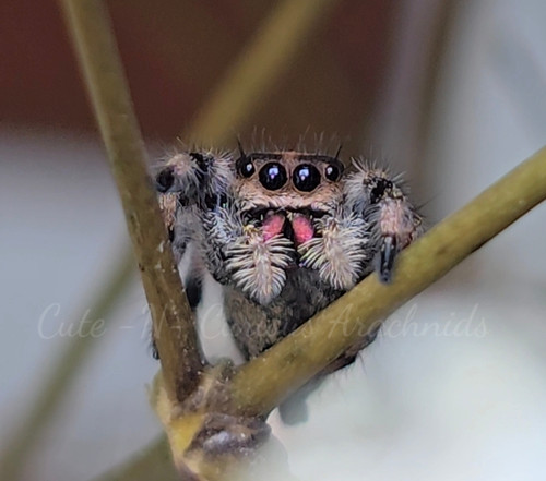 White Phase Apalachicola Regal Female jumping Spider i6 #T3 ...