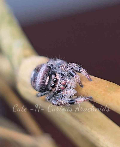 Apalachicola White Phase Regal Female Jumping Spider i6 #AD1 ...