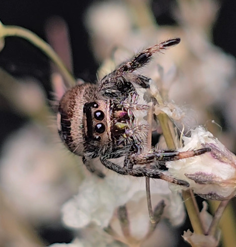 Light Phase Recessive Regal Female Jumping Spider i5 #D8 ...