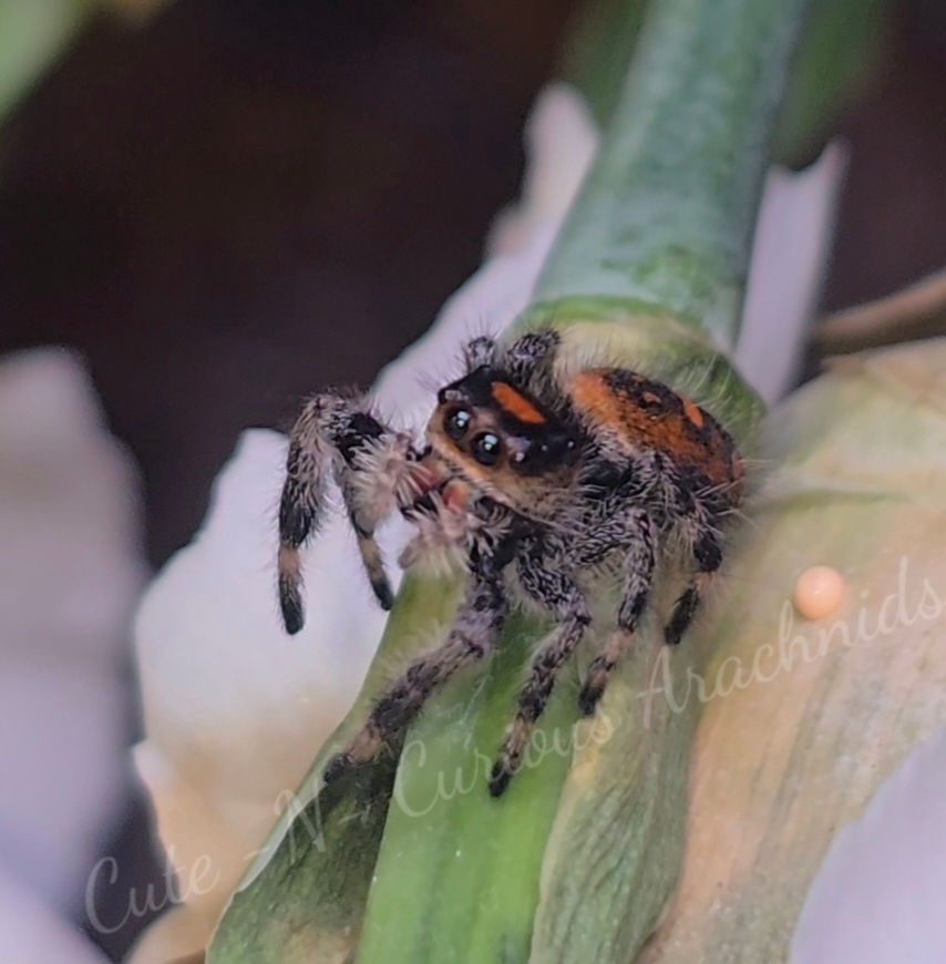 Cute -N- Curious Arachnids | reputable jumping spider breeder