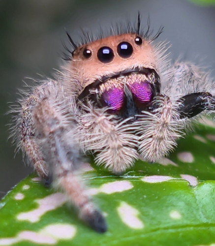 Apalachicola White Phase Regal Female i8 #T56 | cutencuriousarachnid