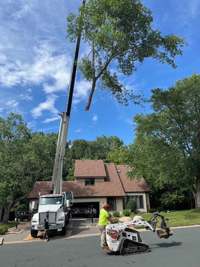 Miller Tree Services, Tree Trimming, Tree Removal, Inver Grove Heights
