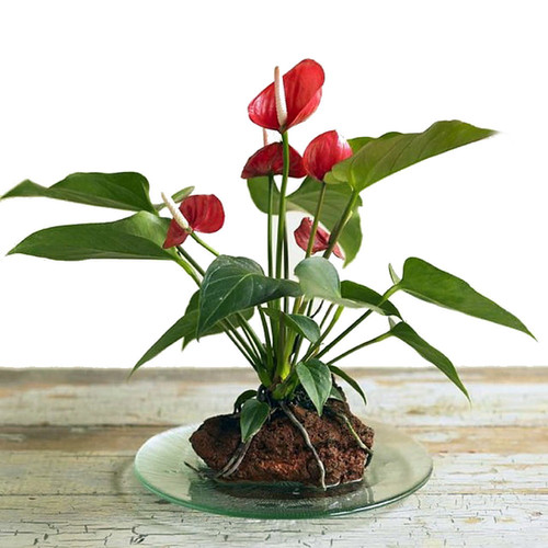Hawaiian Volcano Plant: Anthurium | OlowaluFarmersMarket