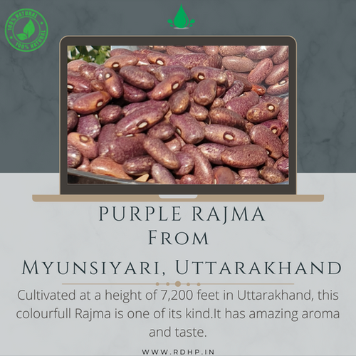Super Food of Uttarakhand Purple Rajma from Myunsiyari ...